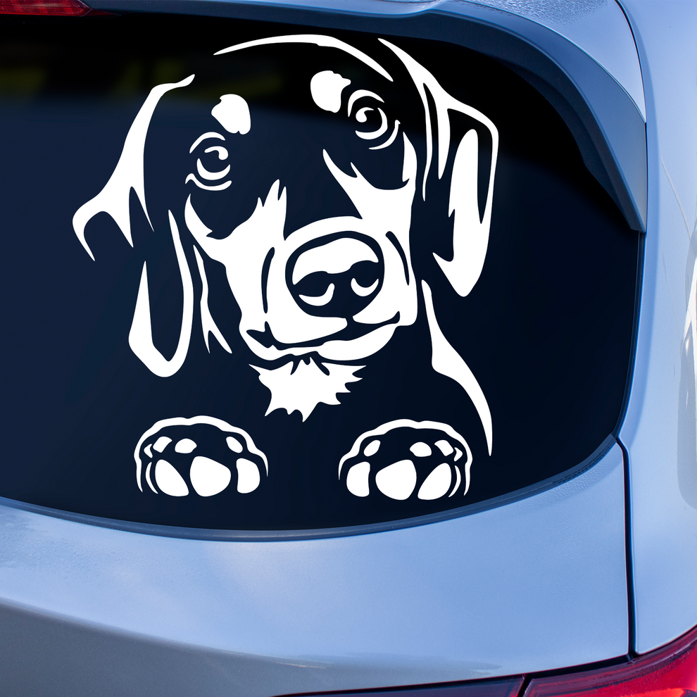 Dachshund Peeping Sticker | Dog Stickers For Cars Australia – Pet ...